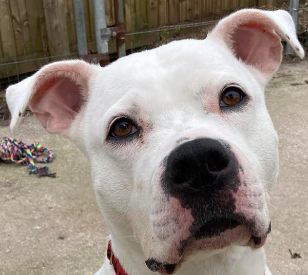 Adopt a dog – Homeless Hounds