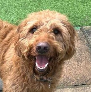 Adopt a dog – Homeless Hounds