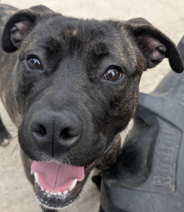 Adopt a dog – Homeless Hounds