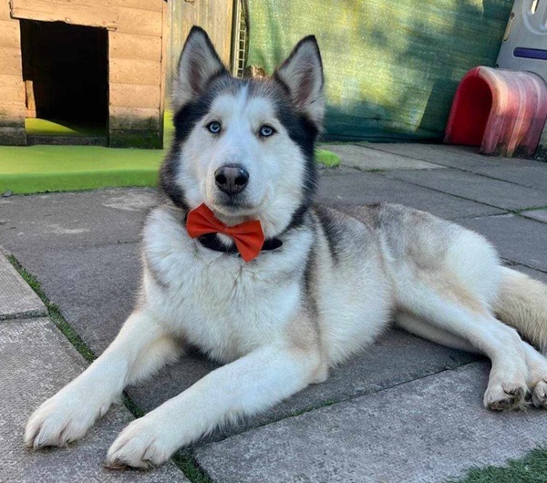 Diamond – Homeless Hounds