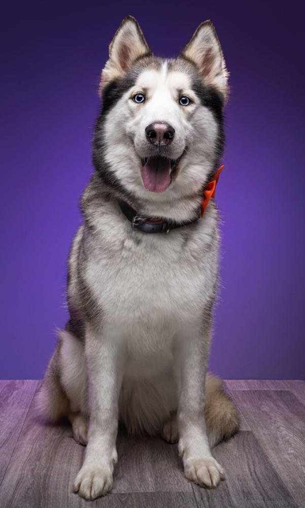 Diamond – Homeless Hounds