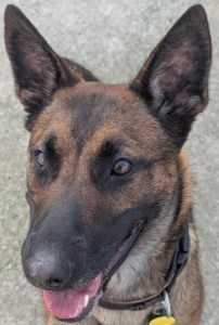 Adopt a dog – Homeless Hounds