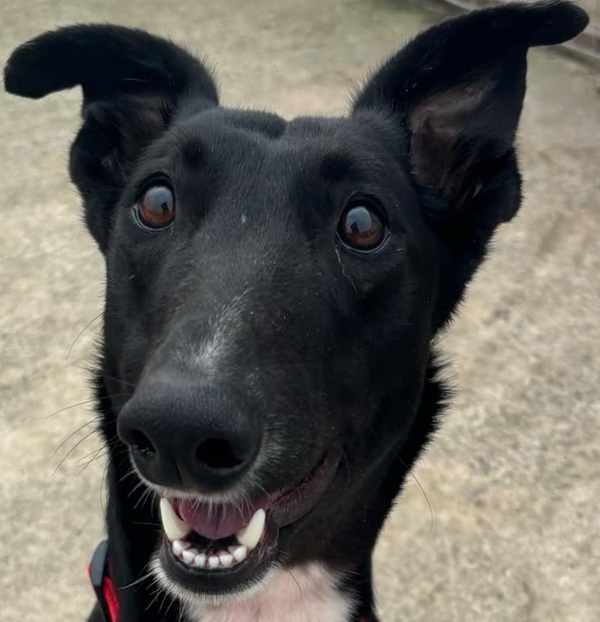 Adopt a dog – Homeless Hounds