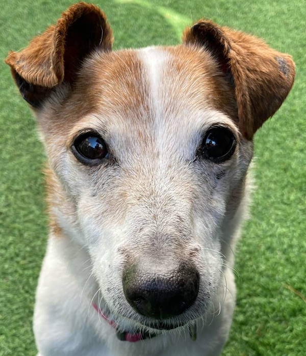 Adopt a dog – Homeless Hounds