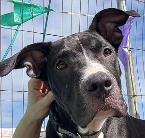 Adopt a dog – Homeless Hounds