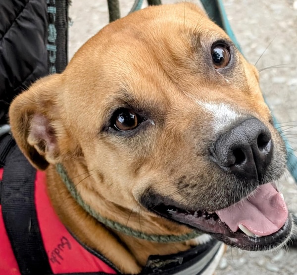 Adopt a dog – Homeless Hounds