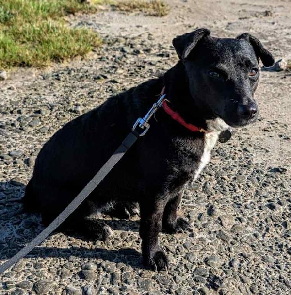 Poppy – Homeless Hounds