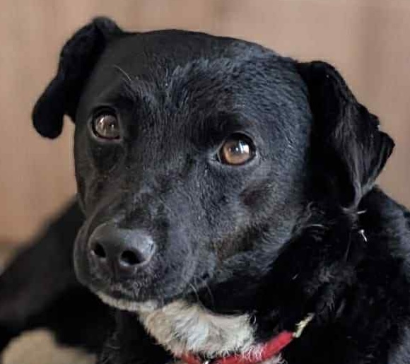 Poppy – Homeless Hounds