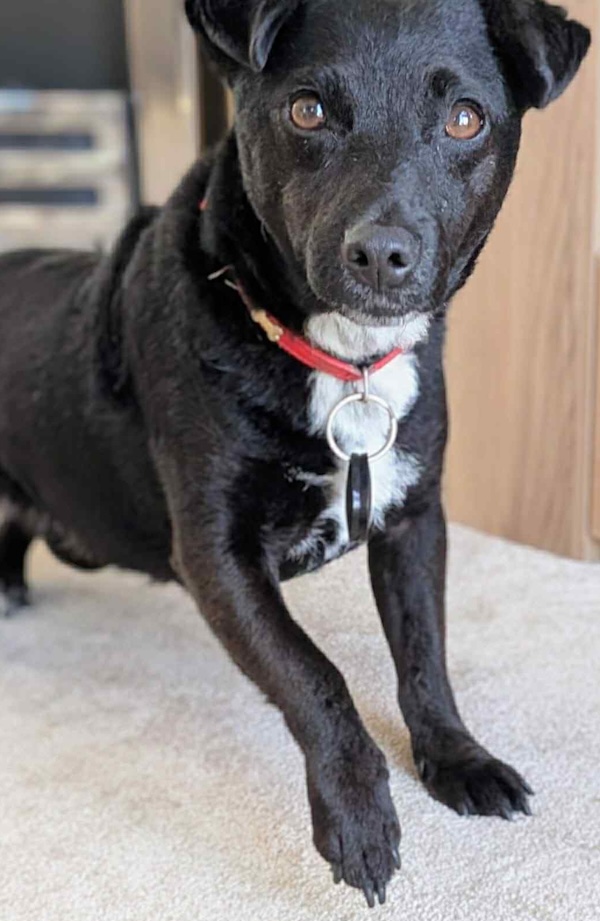 Poppy – Homeless Hounds