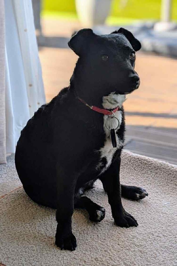 Poppy – Homeless Hounds