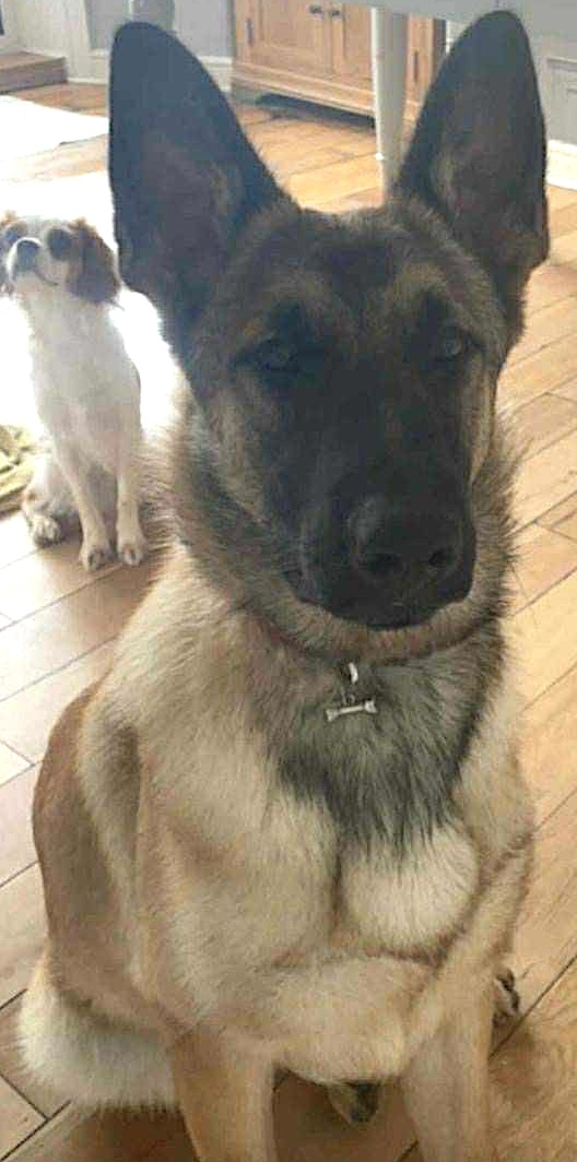Maverick – Homeless Hounds