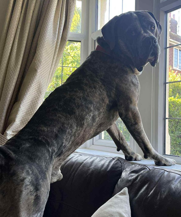 Arnold – Homeless Hounds