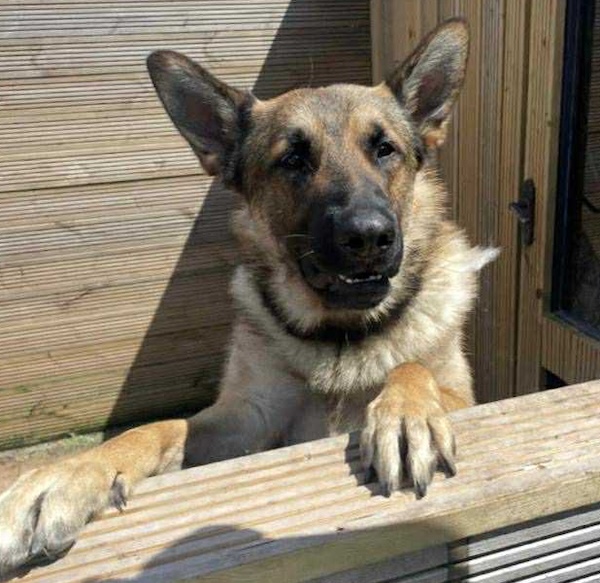 Maverick – Homeless Hounds