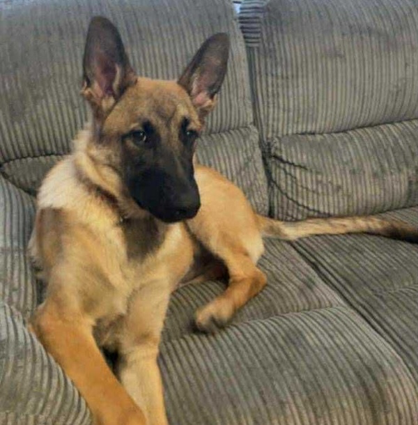 Maverick – Homeless Hounds