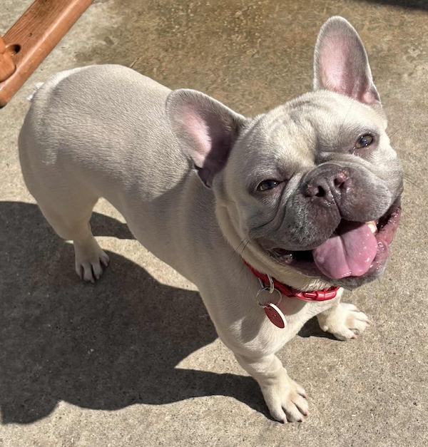 Baxter – Homeless Hounds