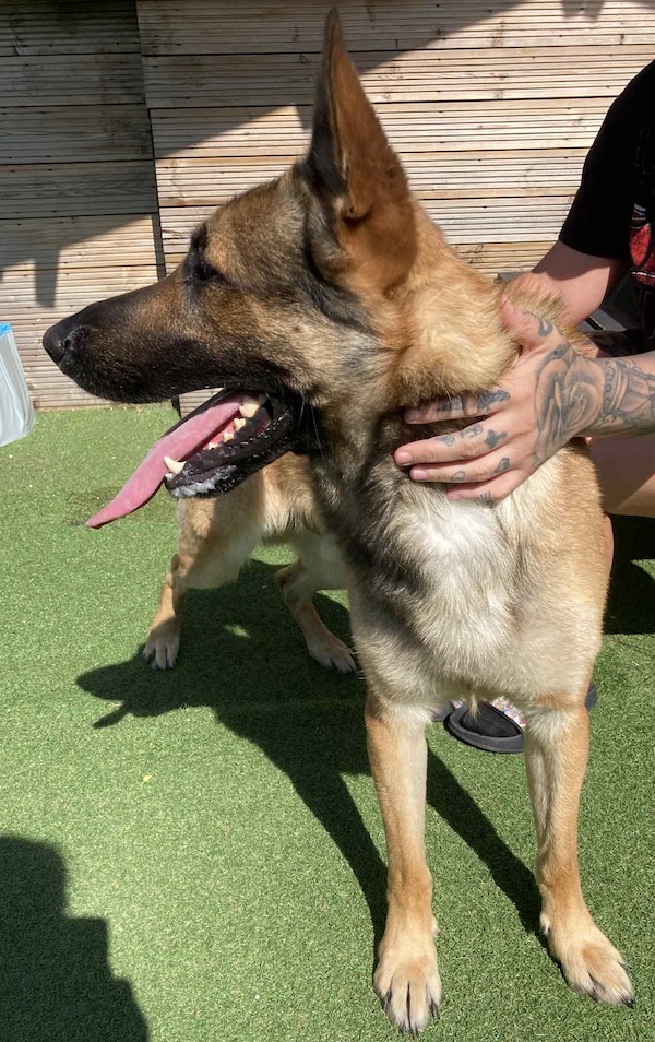 Maverick – Homeless Hounds