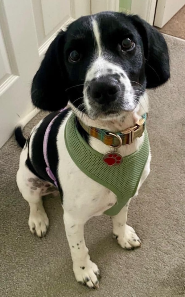 Billy – Homeless Hounds