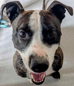 Adopt a dog – Homeless Hounds