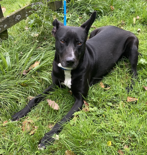 Basher – Homeless Hounds