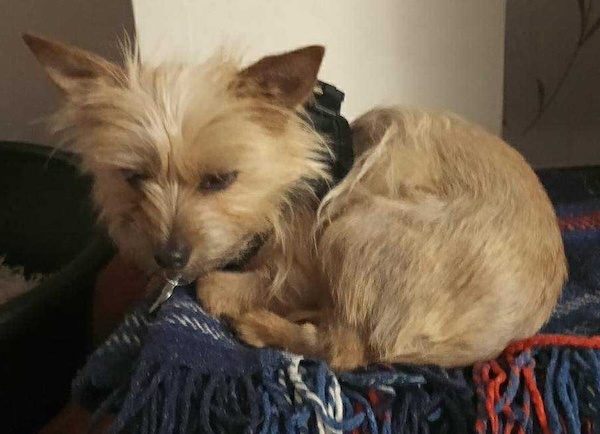 Emily – Homeless Hounds