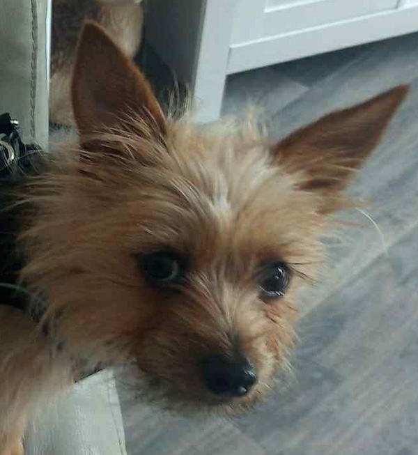 Emily – Homeless Hounds