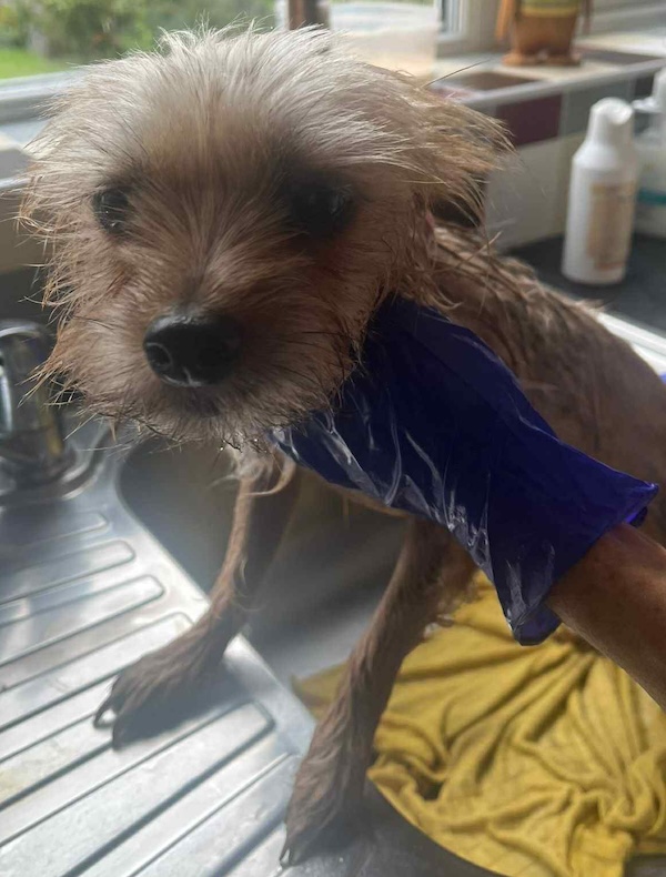 Emily – Homeless Hounds