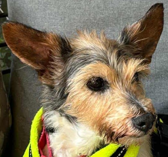 Letty – Homeless Hounds