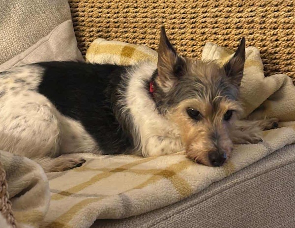 Letty – Homeless Hounds