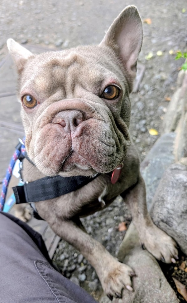 Buddy – Homeless Hounds