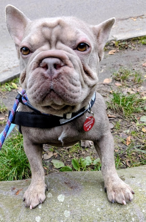 Buddy – Homeless Hounds