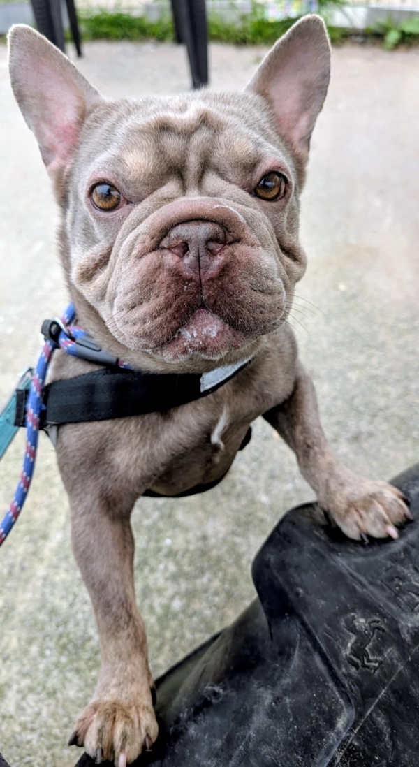 Buddy – Homeless Hounds
