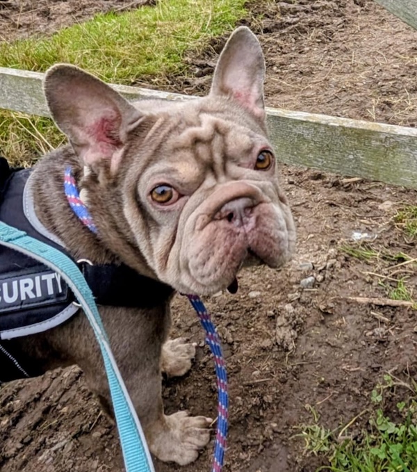 Buddy – Homeless Hounds