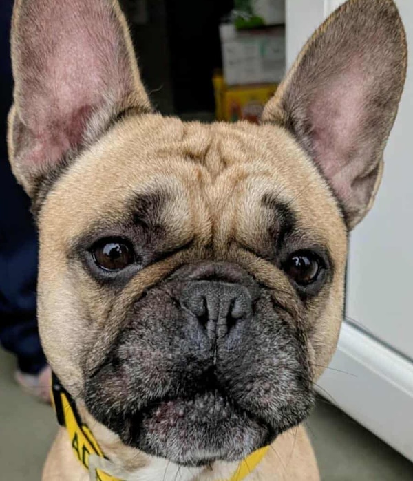 Adopt a dog – Homeless Hounds