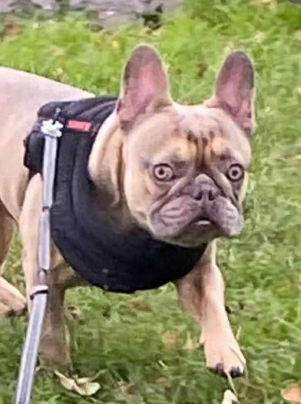 Rambo – Homeless Hounds