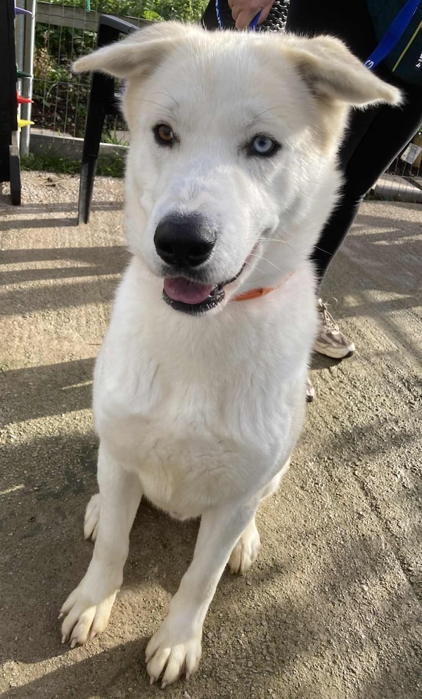 Snowy – Homeless Hounds
