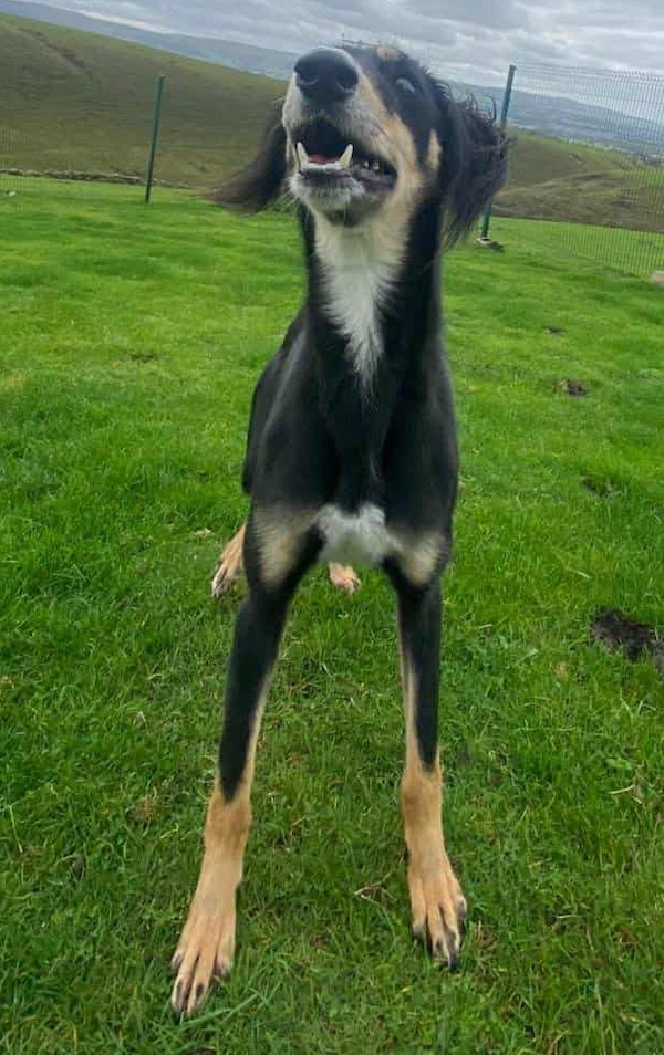 Bailey – Homeless Hounds