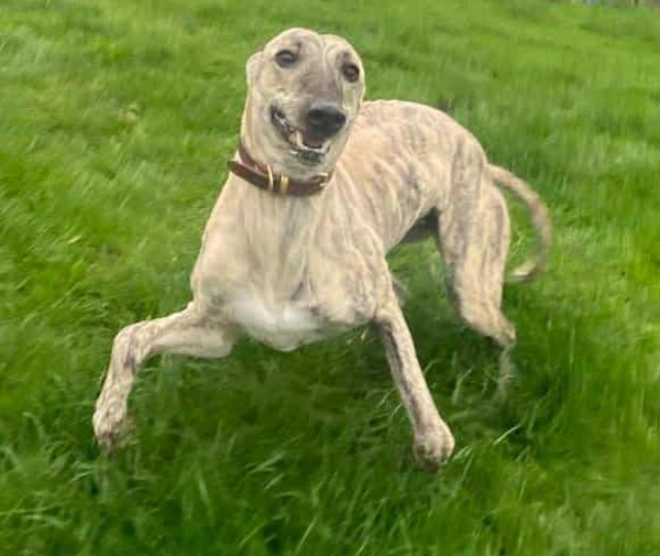 Elsa – Homeless Hounds