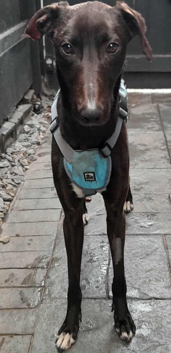 Noodle – Homeless Hounds