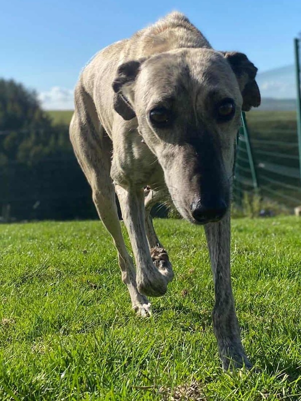 Elsa – Homeless Hounds