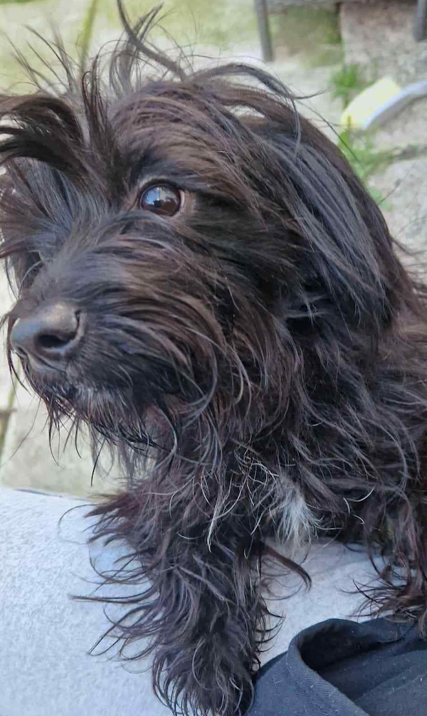 Ozzy – Homeless Hounds