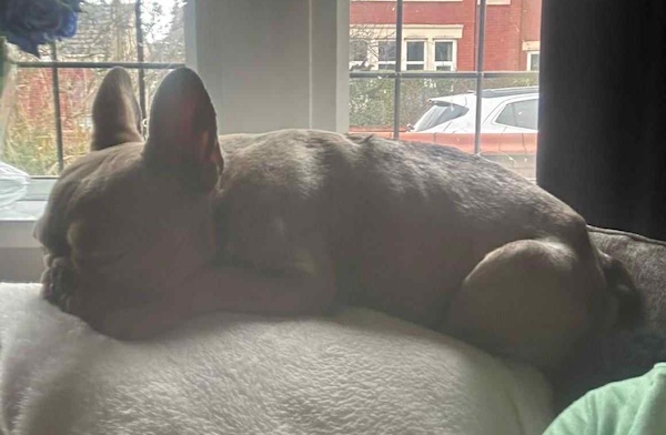 Rambo – Homeless Hounds