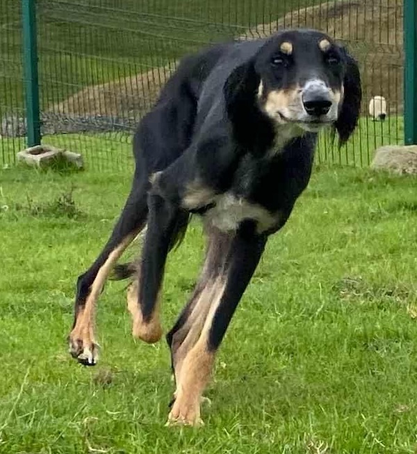 Bailey – Homeless Hounds