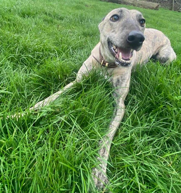 Elsa – Homeless Hounds
