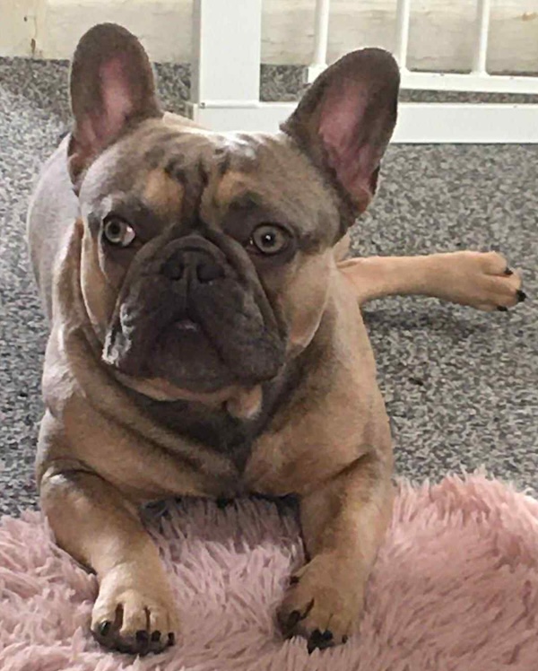 Rambo – Homeless Hounds