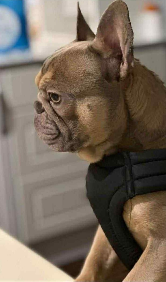 Rambo – Homeless Hounds