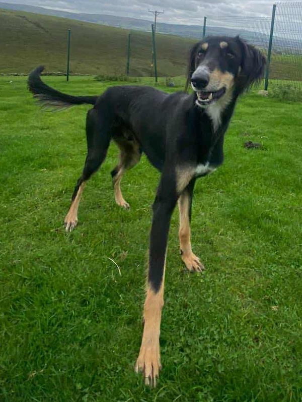 Bailey – Homeless Hounds