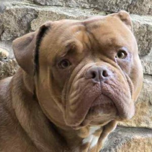 Adopt a dog – Homeless Hounds