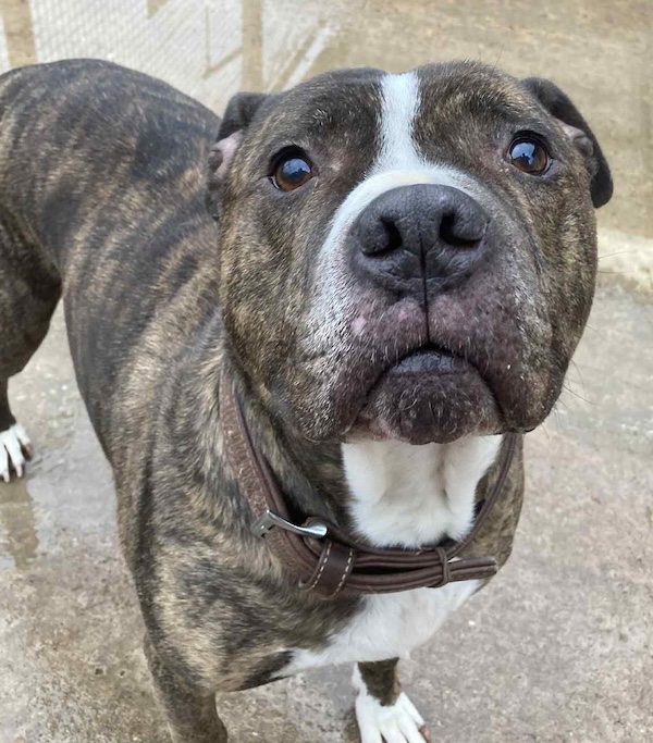Ted – Homeless Hounds