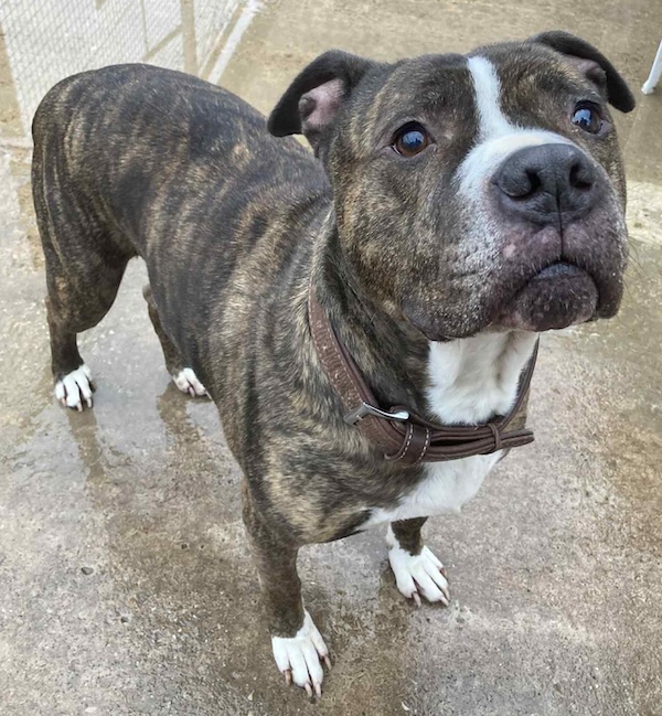 Ted – Homeless Hounds