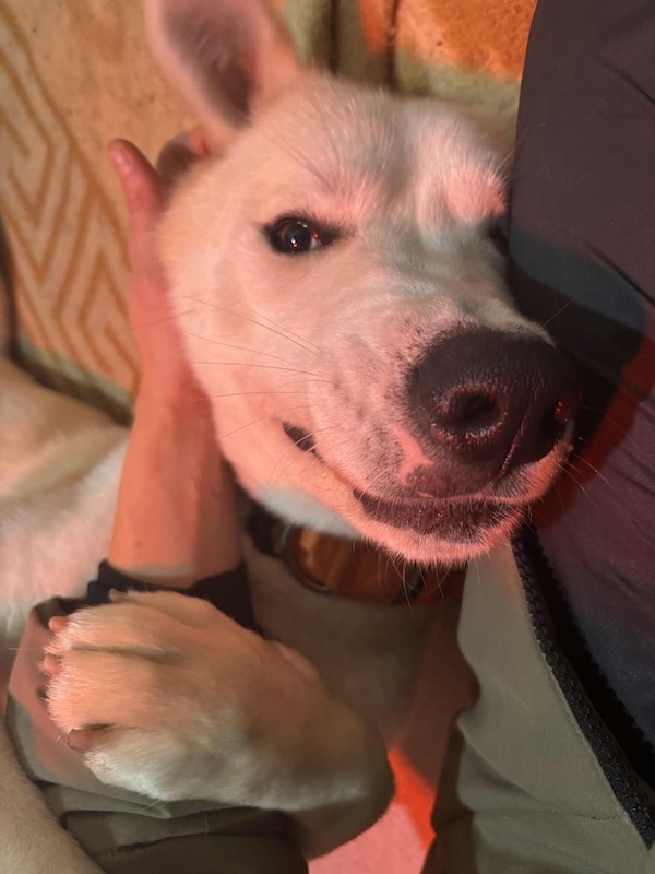 Snowy – Homeless Hounds